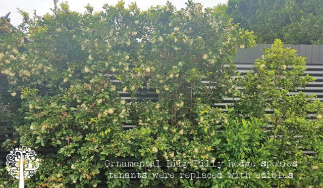 Tight On Space? Try These Small Food Garden Solutions | Garden Culture ...