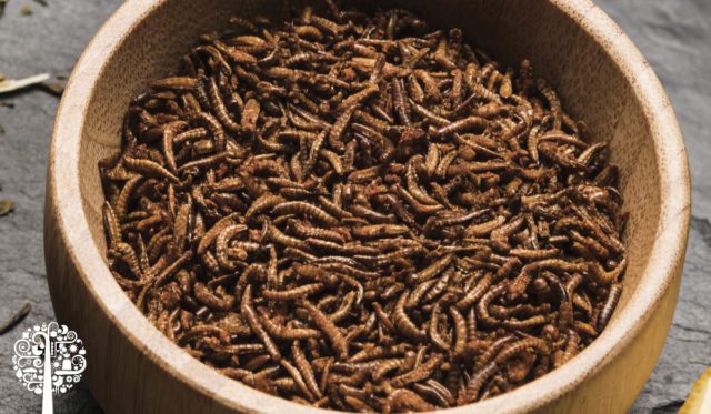 5 Insect Delicacies From Around The World