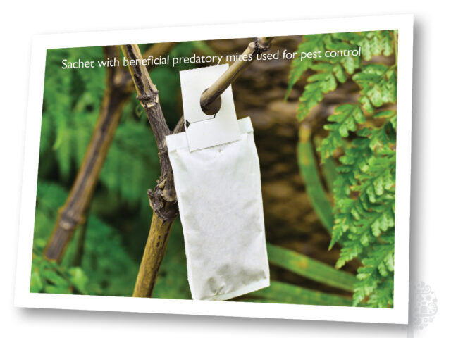 Banker Plants - Eco-Friendly Pest Management | GCM