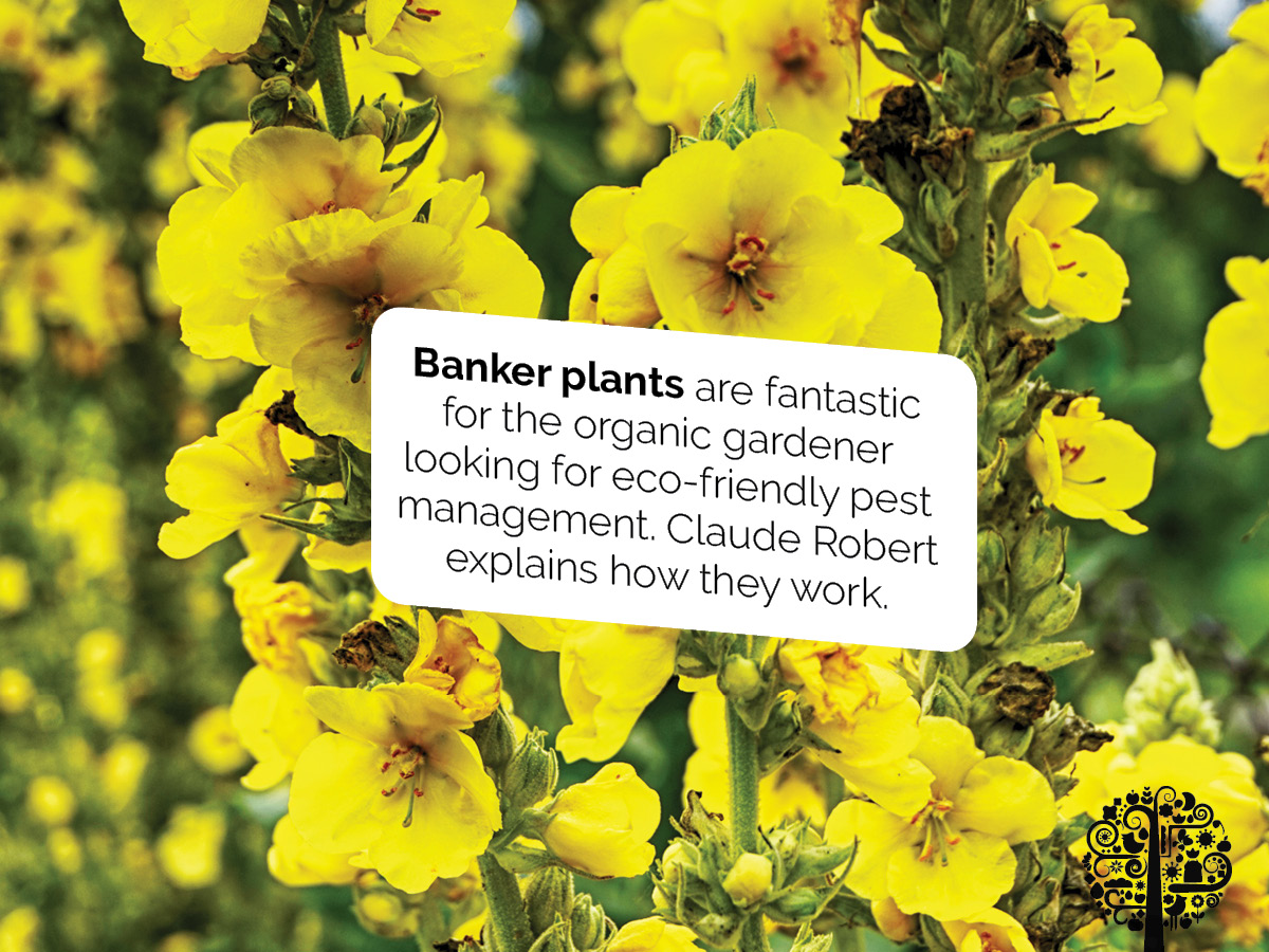 Banker Plants - Eco-Friendly Pest Management | GCM
