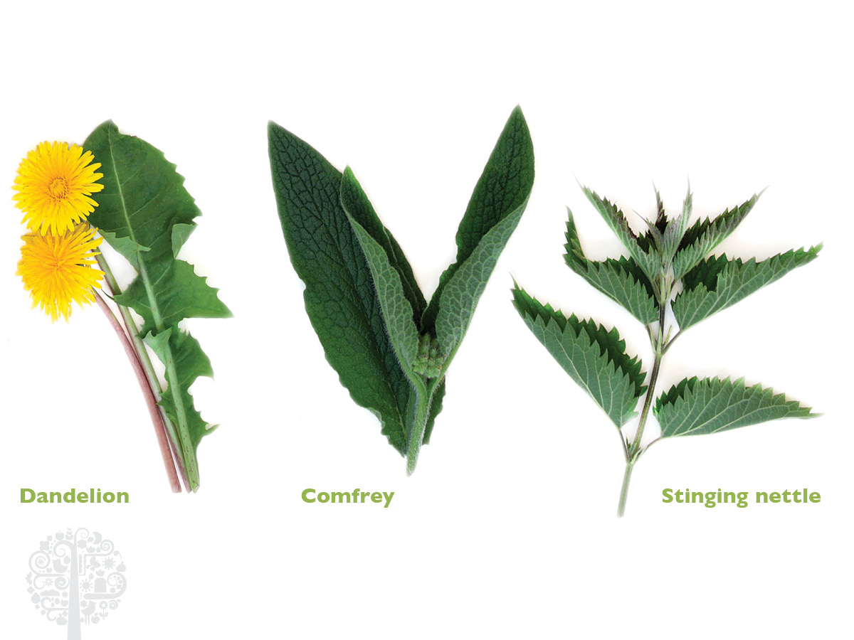 Getting Witchy with It: Making Botanical Brews for Garden Fertility | GCM