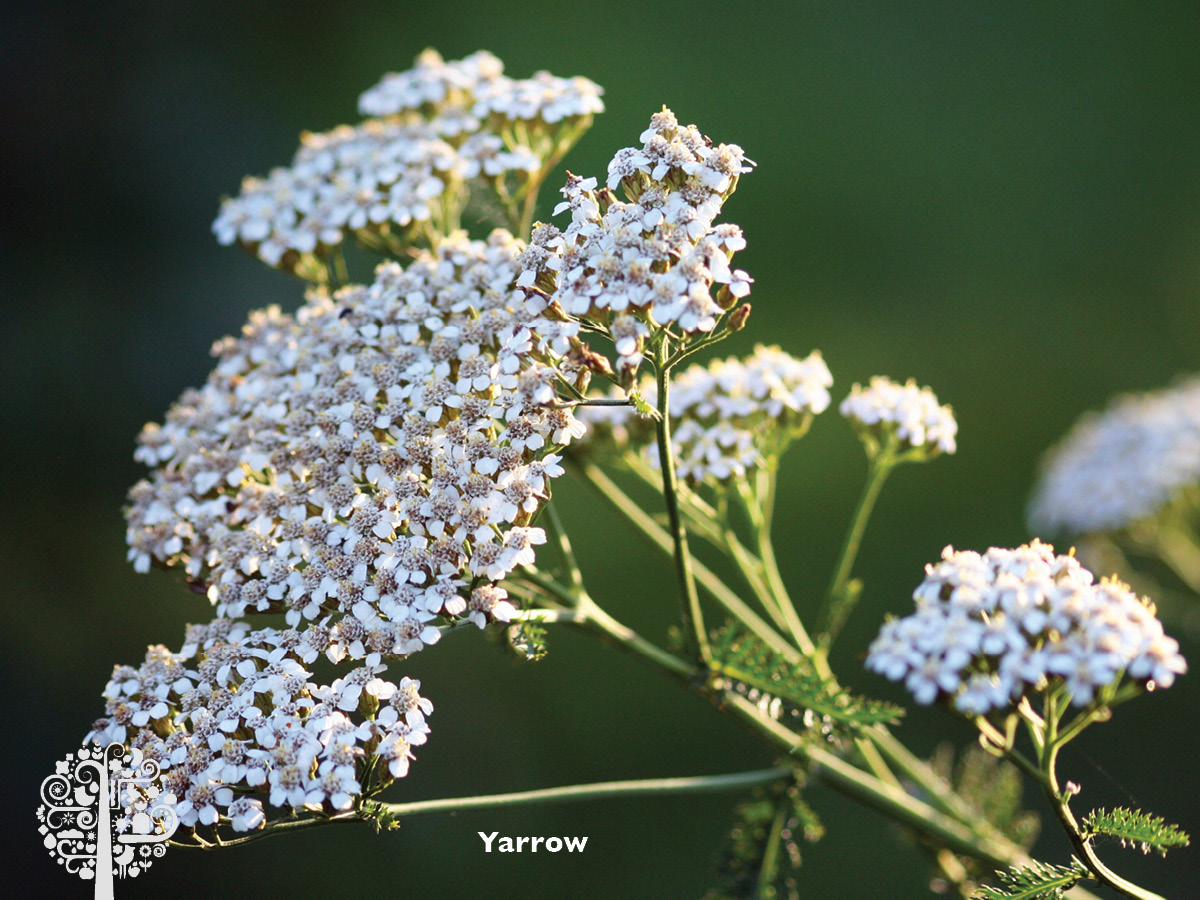 Getting Witchy with It: Making Botanical Brews for Garden Fertility | GCM