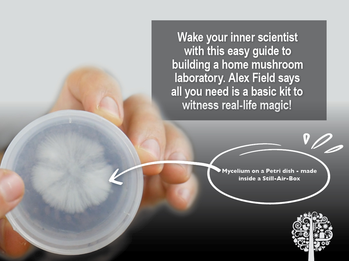 How To Build A Home Mushroom Laboratory | GCM