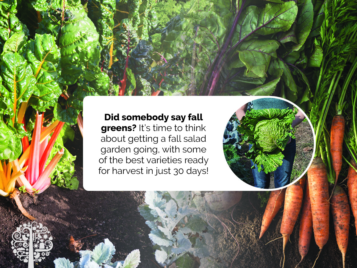 How to Grow a Fall Salad | GCM