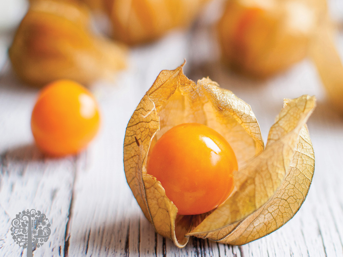 Ground Cherries: Easy to Grow, Tasty to Eat – Nature's Gateway