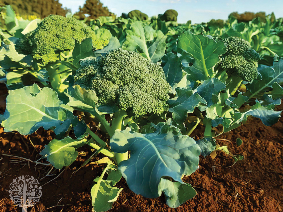 Crop Rotation, Interplanting, and Companion Plants for IPM | GCM