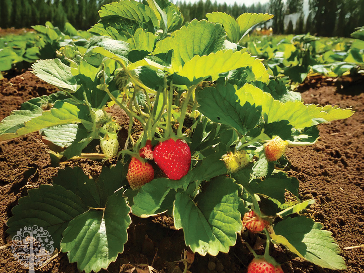 Crop Rotation, Interplanting, and Companion Plants for IPM | GCM