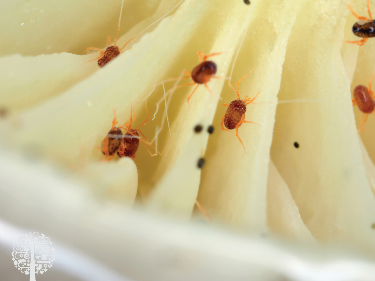 Mushroom Cultivation and the Problem with Pests – Nature's Gateway