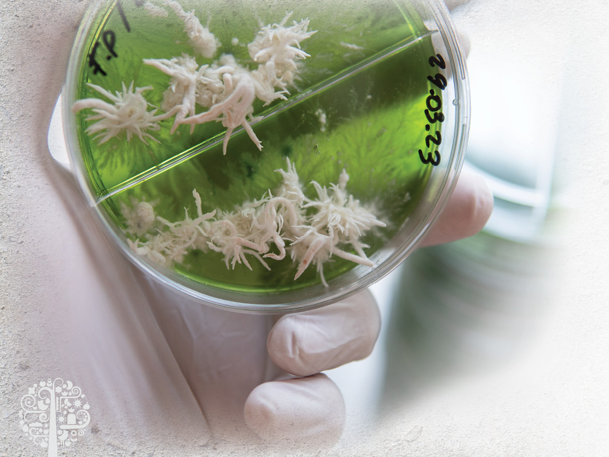 Fungal Genetics Preservation Made Simple – Nature's Gateway