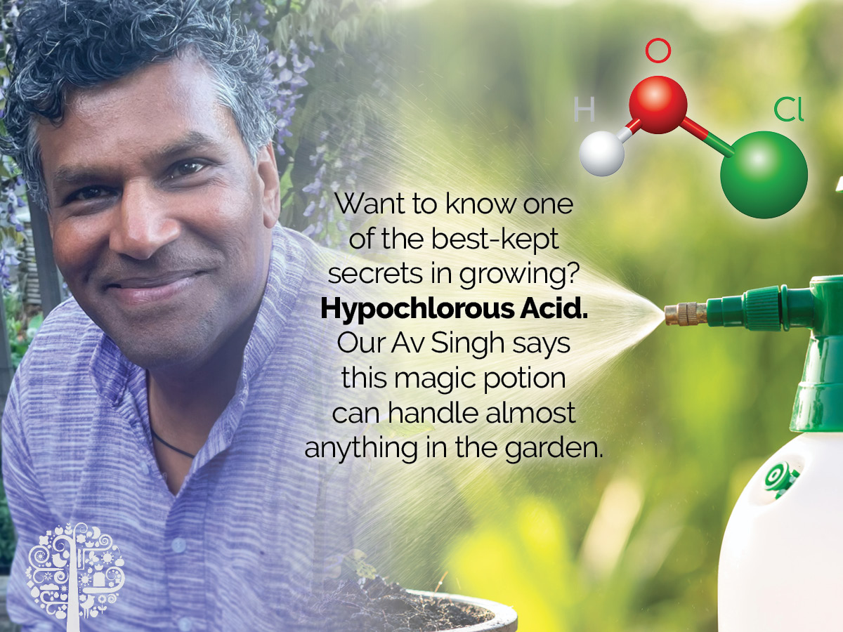 Addressing the Unicorn in the Room: Hypochlorous Acid | GCM