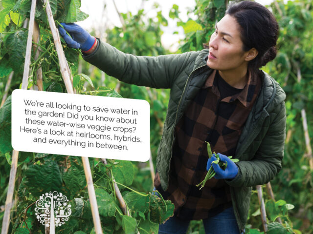 Save Water: Veggies for the Water-Smart Gardener | GCM