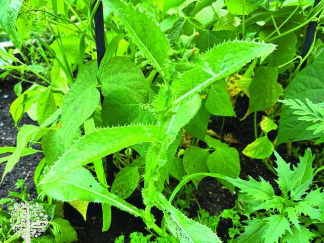 Winning Weeds You Want in Your Garden for a Biodiversity Boost | GCM