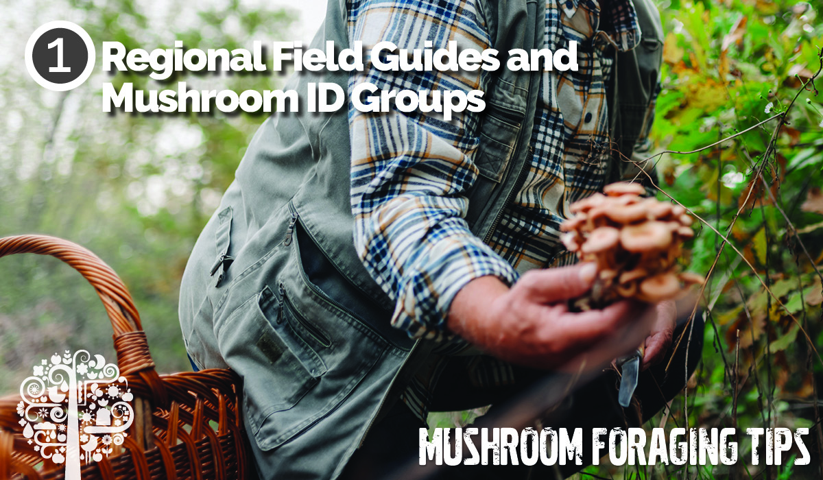 5 Cool Ways to Expertly Forage for Wild Mushrooms | GCM