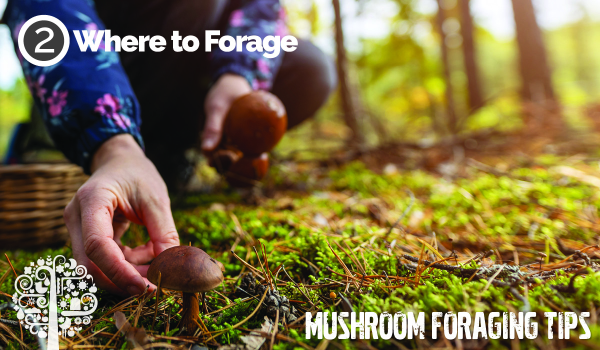 5 Cool Ways to Expertly Forage for Wild Mushrooms | GCM