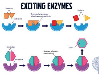 Garden Tools: A Basic Introduction To Enzymes | Garden Culture Magazine