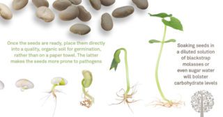 Got Old Seeds? Help Them Sprout With These Tips And Tricks | Garden ...
