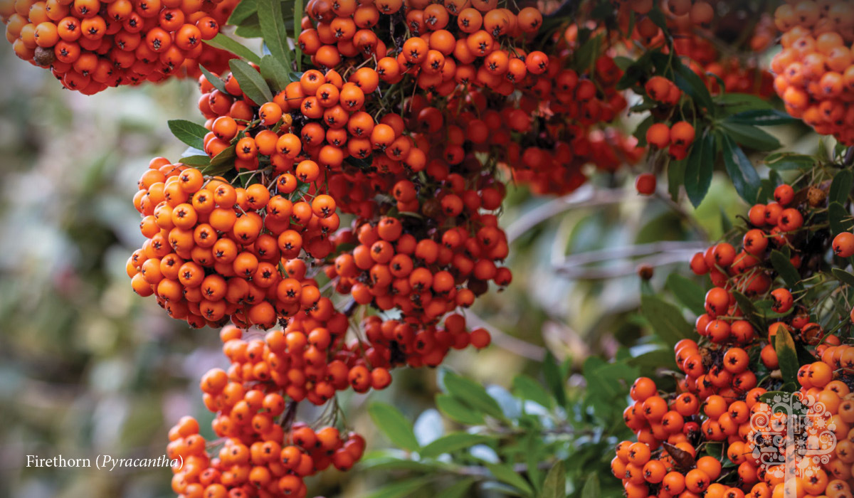 Berry Bushes Offer Pops Of Color In Fall And Winter | Garden Culture ...