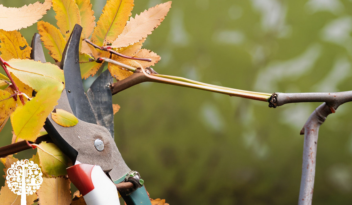 How To Chop-And-Drop In The Garden | GCM