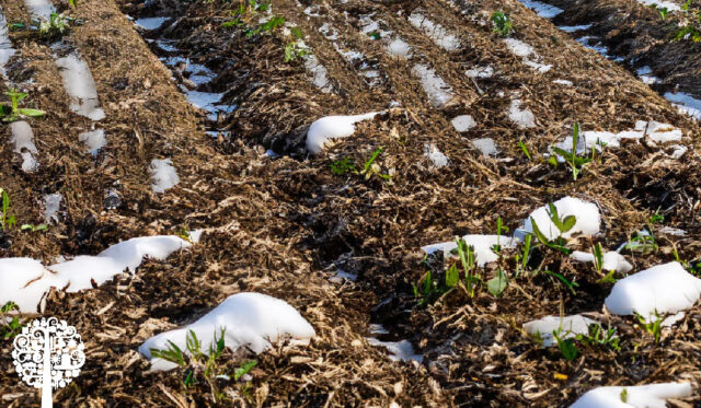 How To Chop-And-Drop In The Garden | GCM