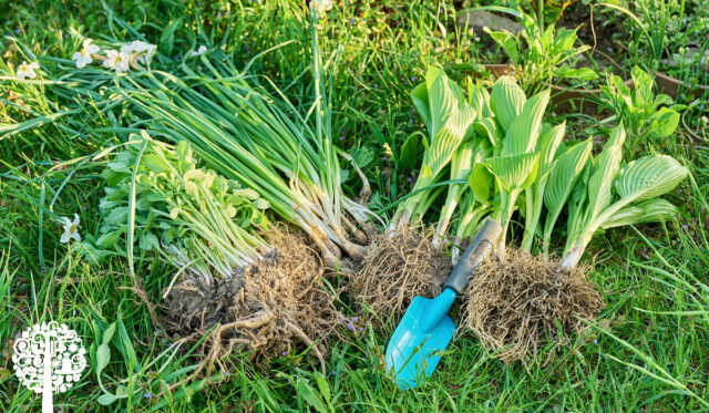 When Blooms Fade, Grab Your Spade! A Guide To Dividing Plants In The ...