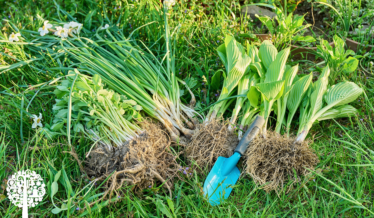 When Blooms Fade, Grab Your Spade! A Guide To Dividing Plants In The ...