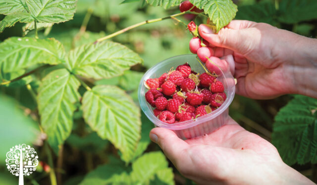 Foraging 101: Essential Tips For Beginners | GCM