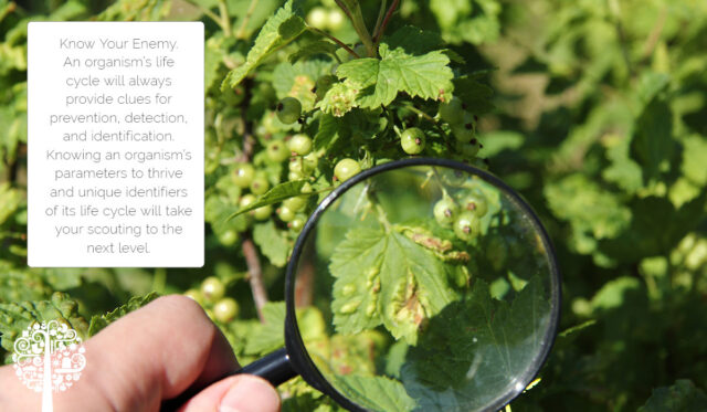 Scouting: 7 Guidelines To Build Your Garden Vigilance | GCM