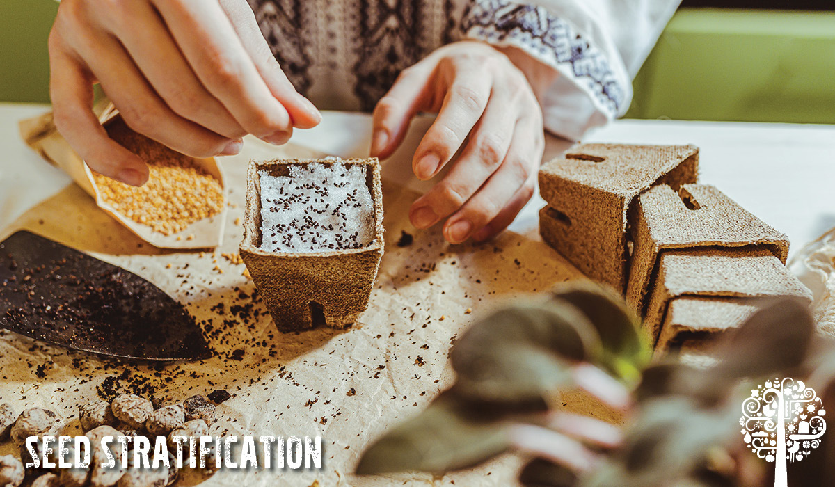 Seed Germination And The Super 3 S’s | GCM