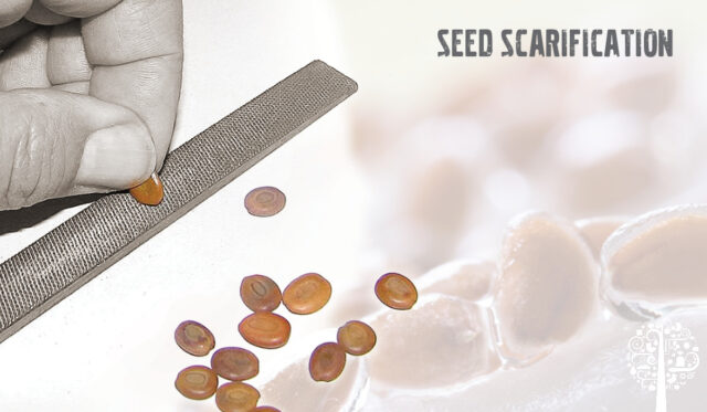 Seed Germination And The Super 3 S’s | GCM