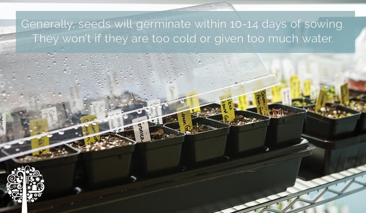 Seed Starting Success: 8 Easy Tips And Tricks | GCM