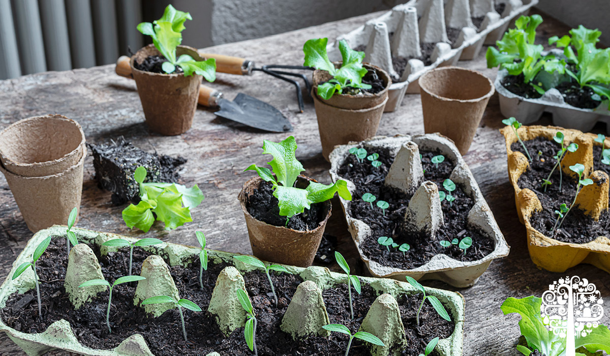 Seed Starting Success: 8 Easy Tips And Tricks | GCM