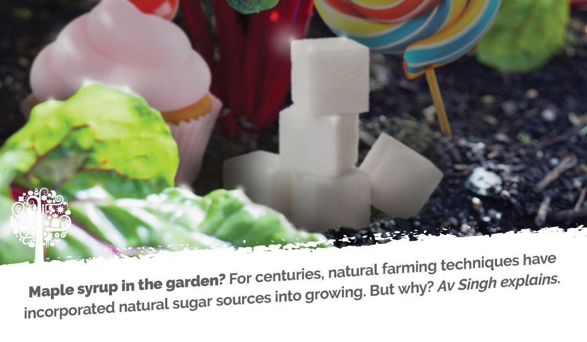 Understanding Simple Sugars | Garden Culture Magazine