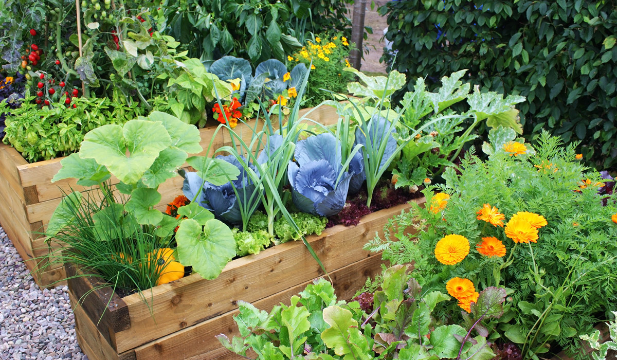 Edimental Gardens: Beauty and Food Security in One! | GCM