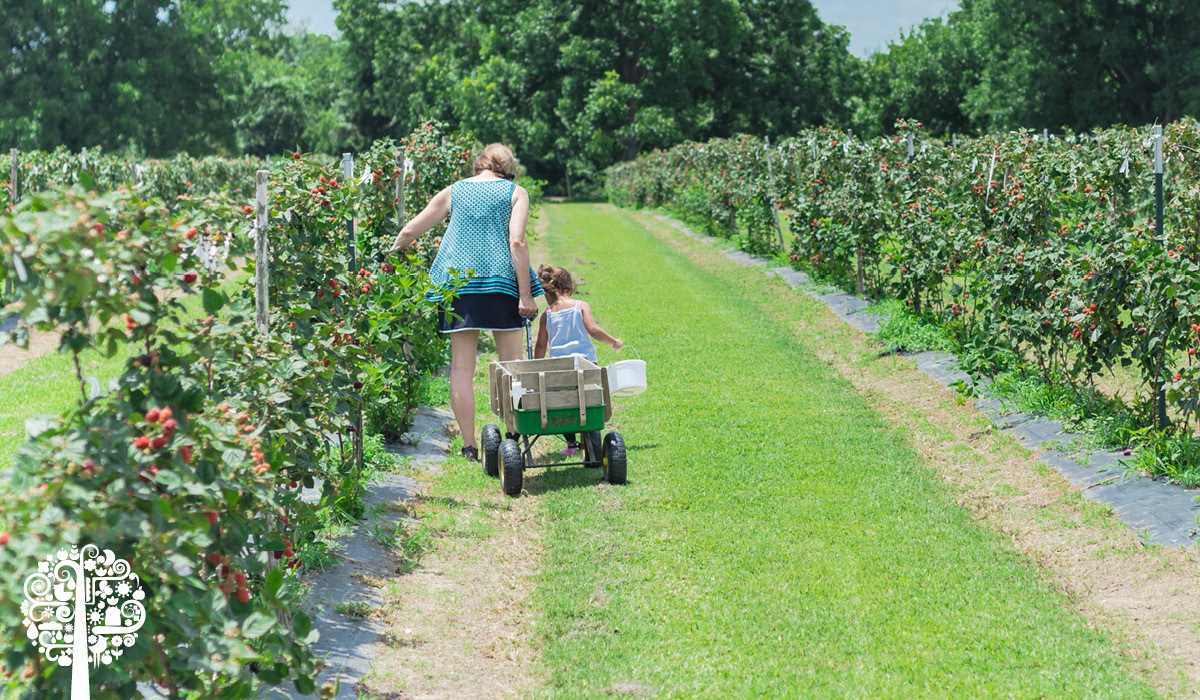 The Perfect U-Pick Farm Experience | Garden Culture Magazine