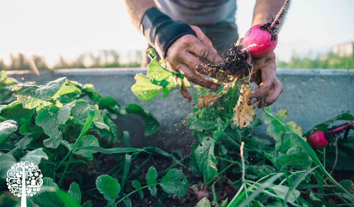 Where Love Grows: Tito’s handmade vodka – Nature's Gateway