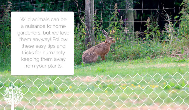 5 Humane Tips to Keep Wild Animals Out Of The Garden | GCM