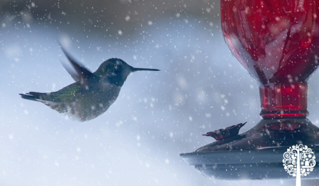 Hummingbirds in Winter: How to Keep Them Fed | GCM
