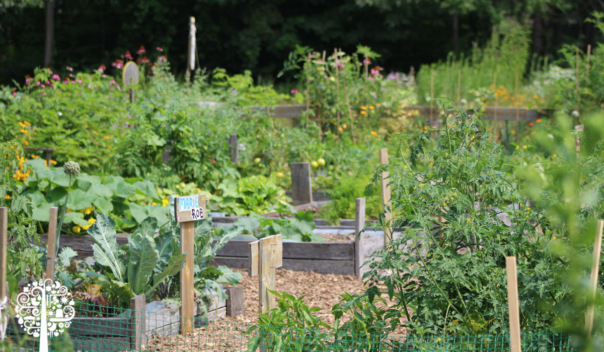 Community Gardens Are A Safe And Happy Space | GCM