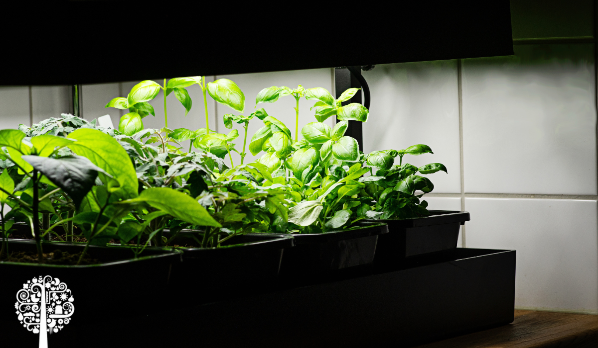 Microgreens And Indoor Food Production | GCM