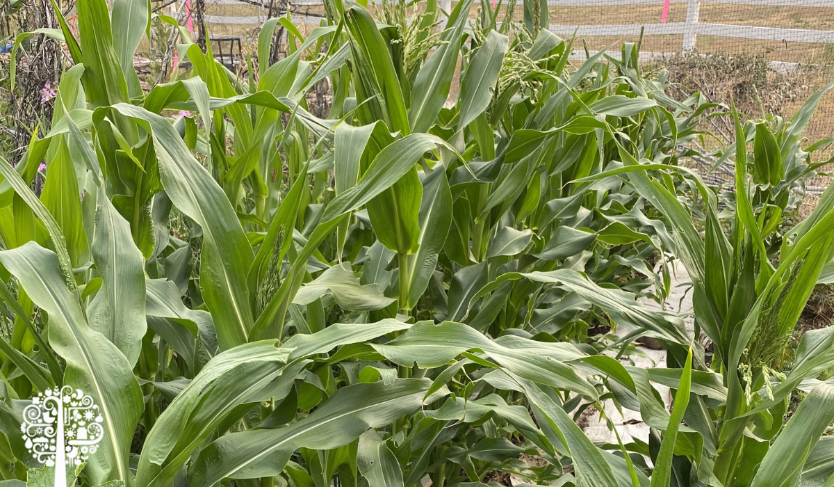 Corn, Beans, And Squash: How To Grow A Three Sisters Garden – Nature's ...