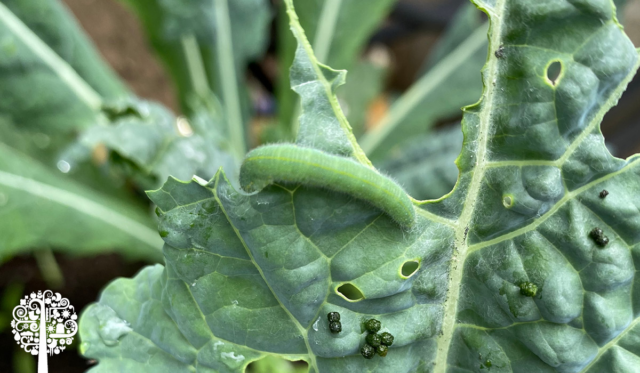 ¿Gusanos de col en el jardín? – Mis Plantas