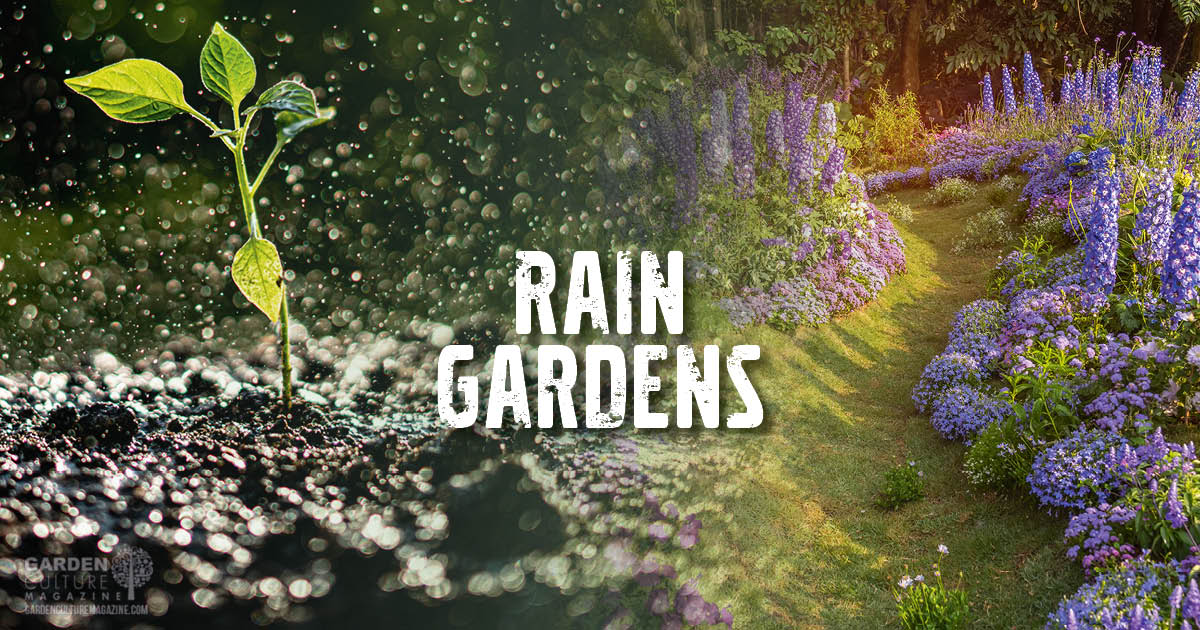 Rain Gardens Are A Climate-Friendly Solution To Heavy Downpours ...