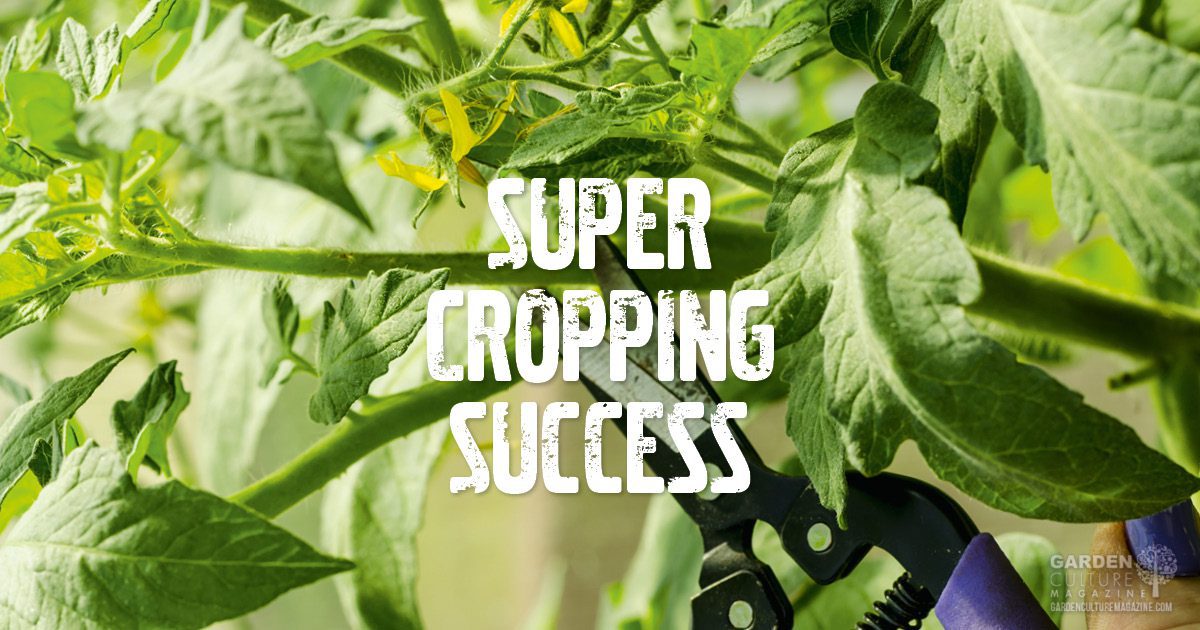 5 Cool Ways To Super Cropping Success | Garden Culture Magazine