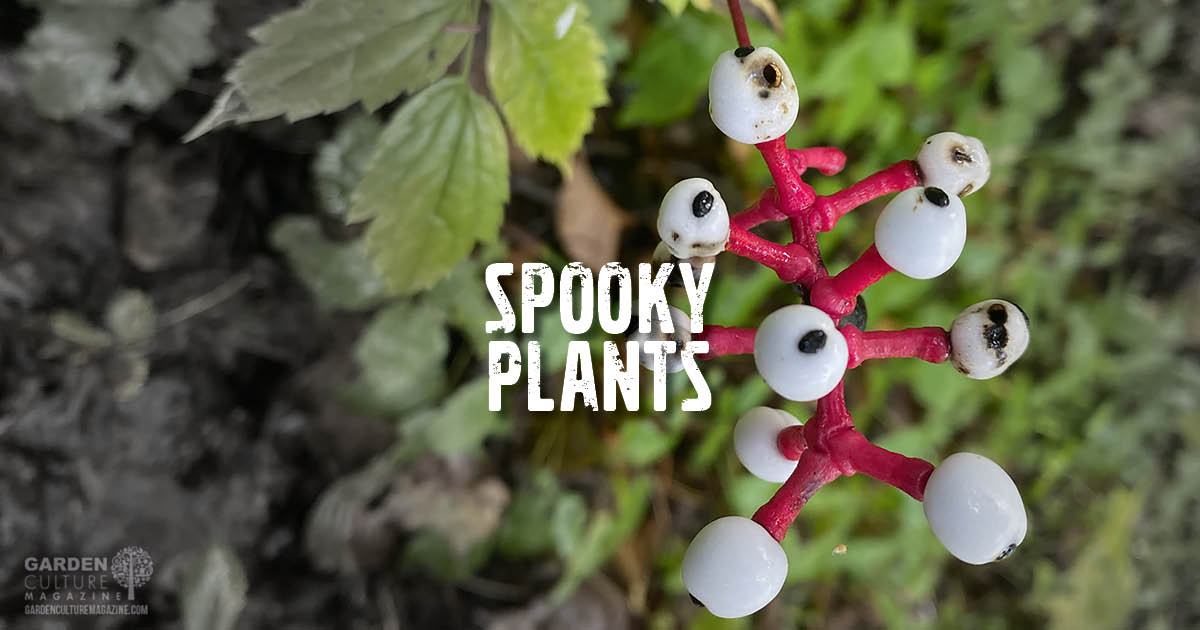 Spooky Plants And Halloween Horror In The Garden | Garden Culture Magazine