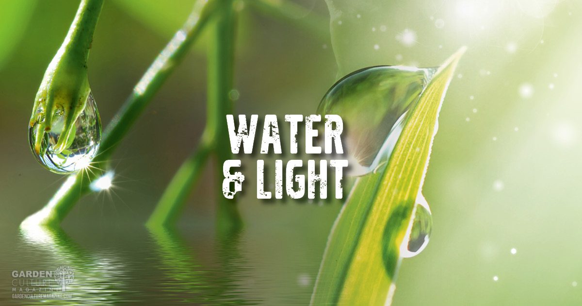Water, Light, And Controlled Environmental Agriculture