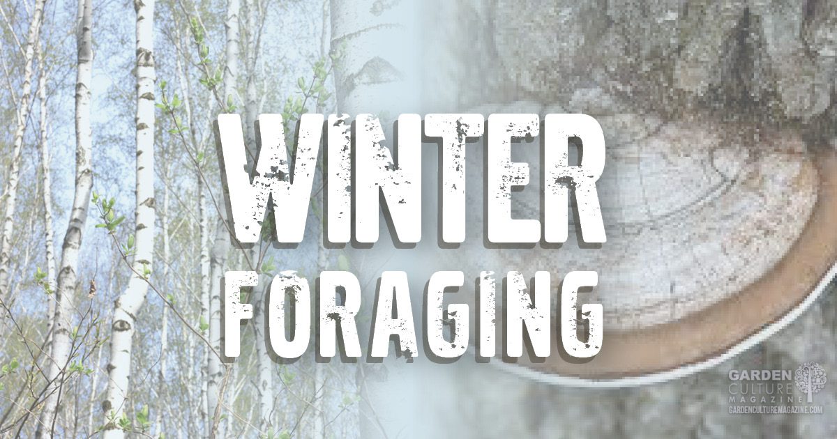 Foraging Medicinal Plants Throughout The Winter | Garden Culture Magazine