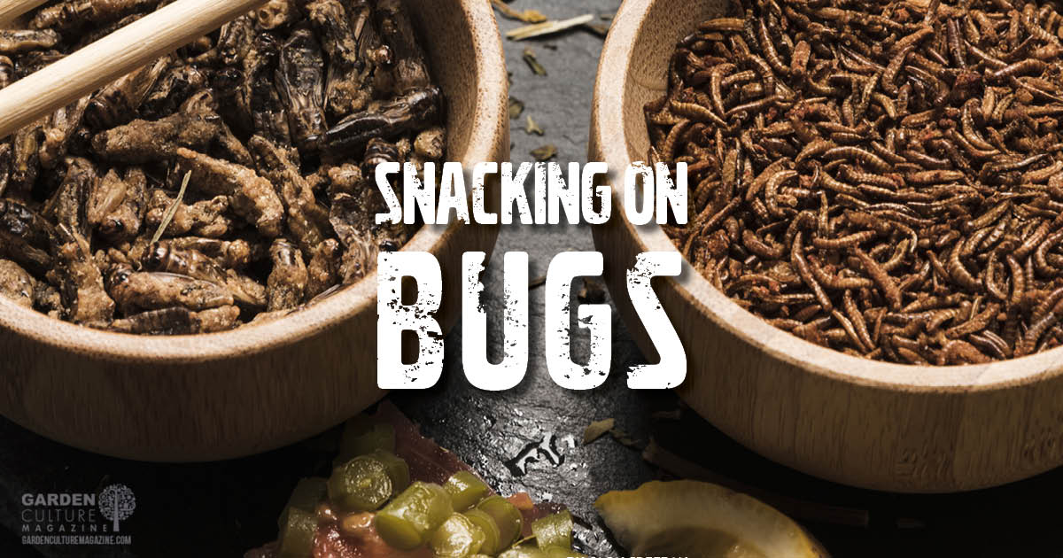 5 Insect Delicacies From Around The World