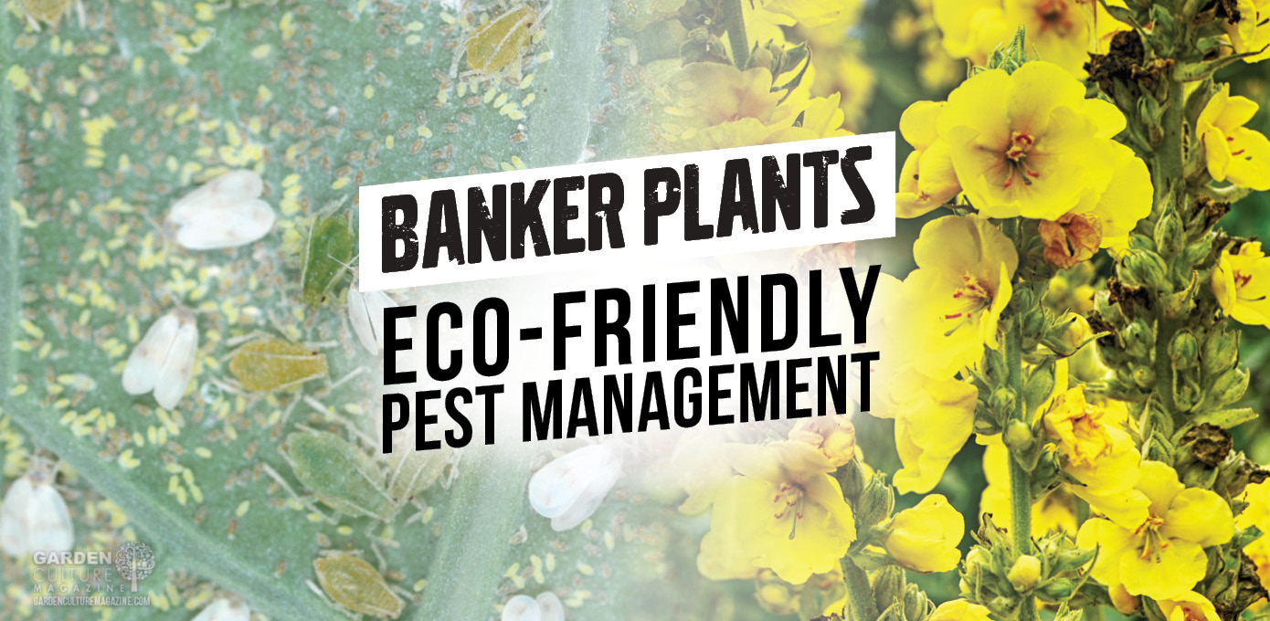 Banker Plants - Eco-Friendly Pest Management | GCM