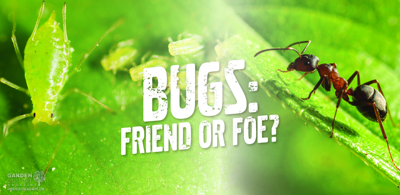 Bugs Misunderstood: Insects in Climate-Wise Gardens | GCM