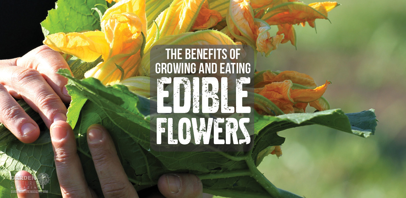 Delicious and Medicinal: Growing Edible Flowers in the Garden – Nature ...